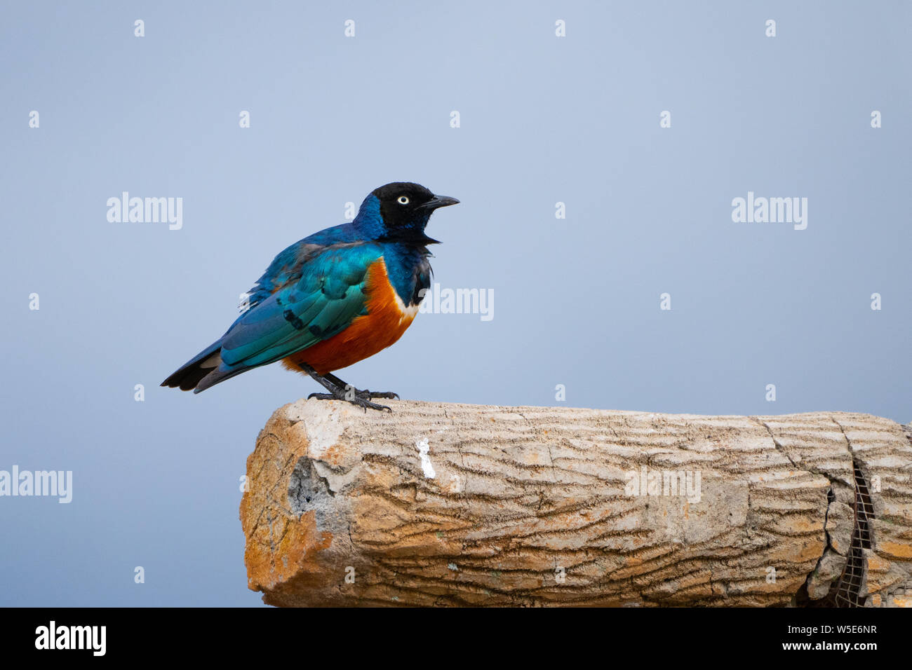 Superb starling (Lamprotornis superbus). Superb starlings are very ...