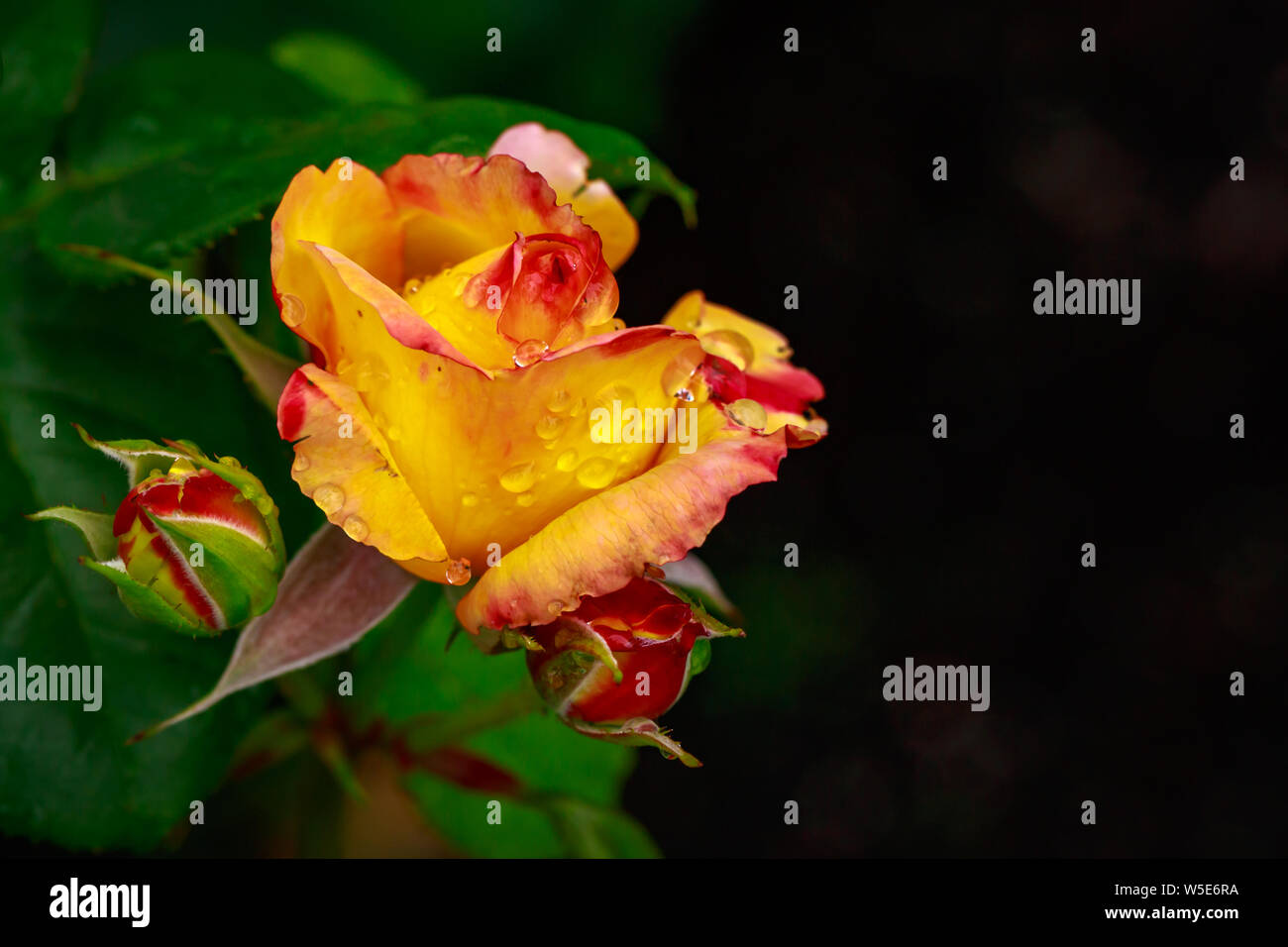 Fragrant Rose in Full Blossom. Washington Park Rose Garden, Portland ...