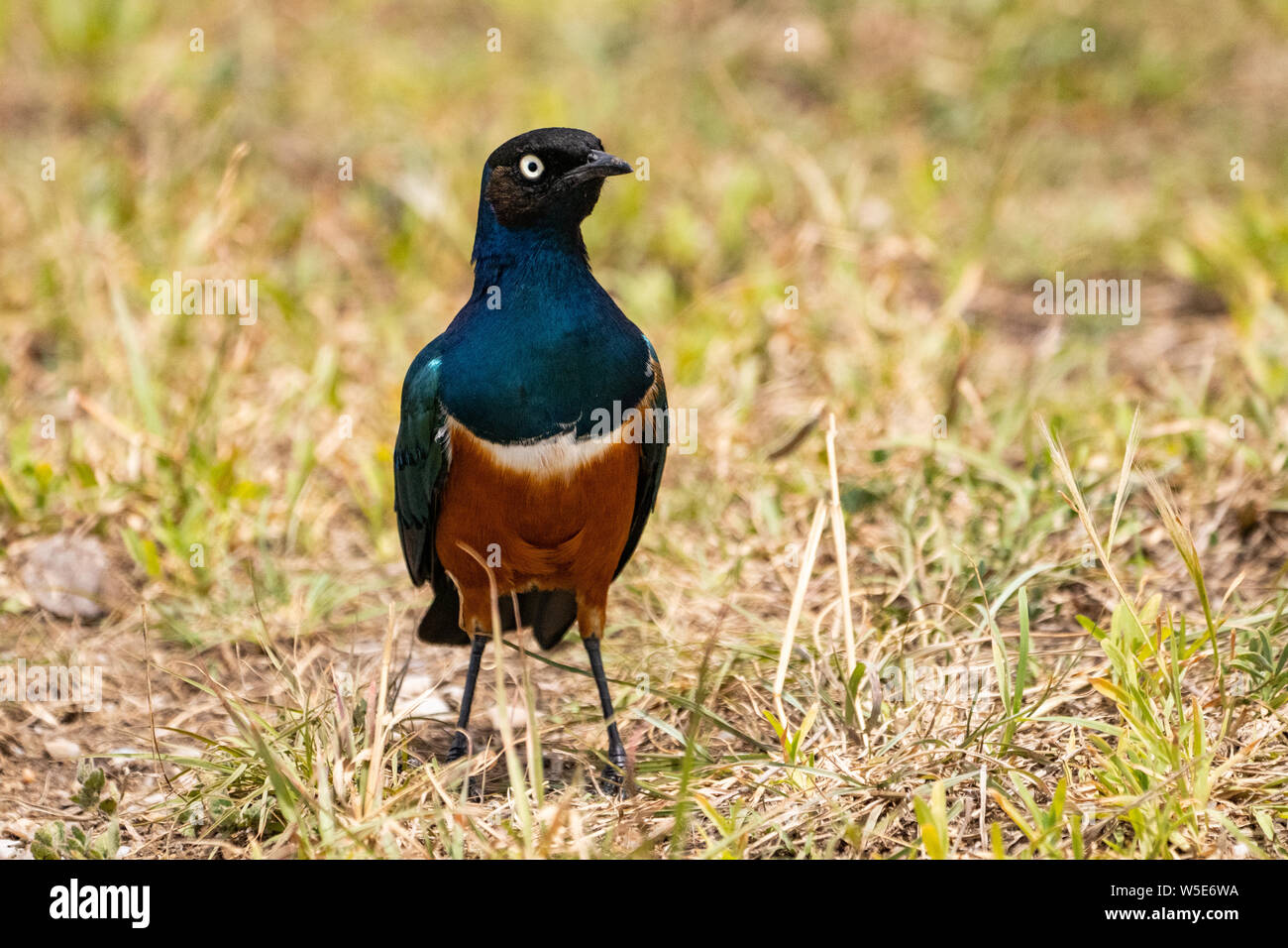 Large birds of serengeti hi-res stock photography and images - Alamy