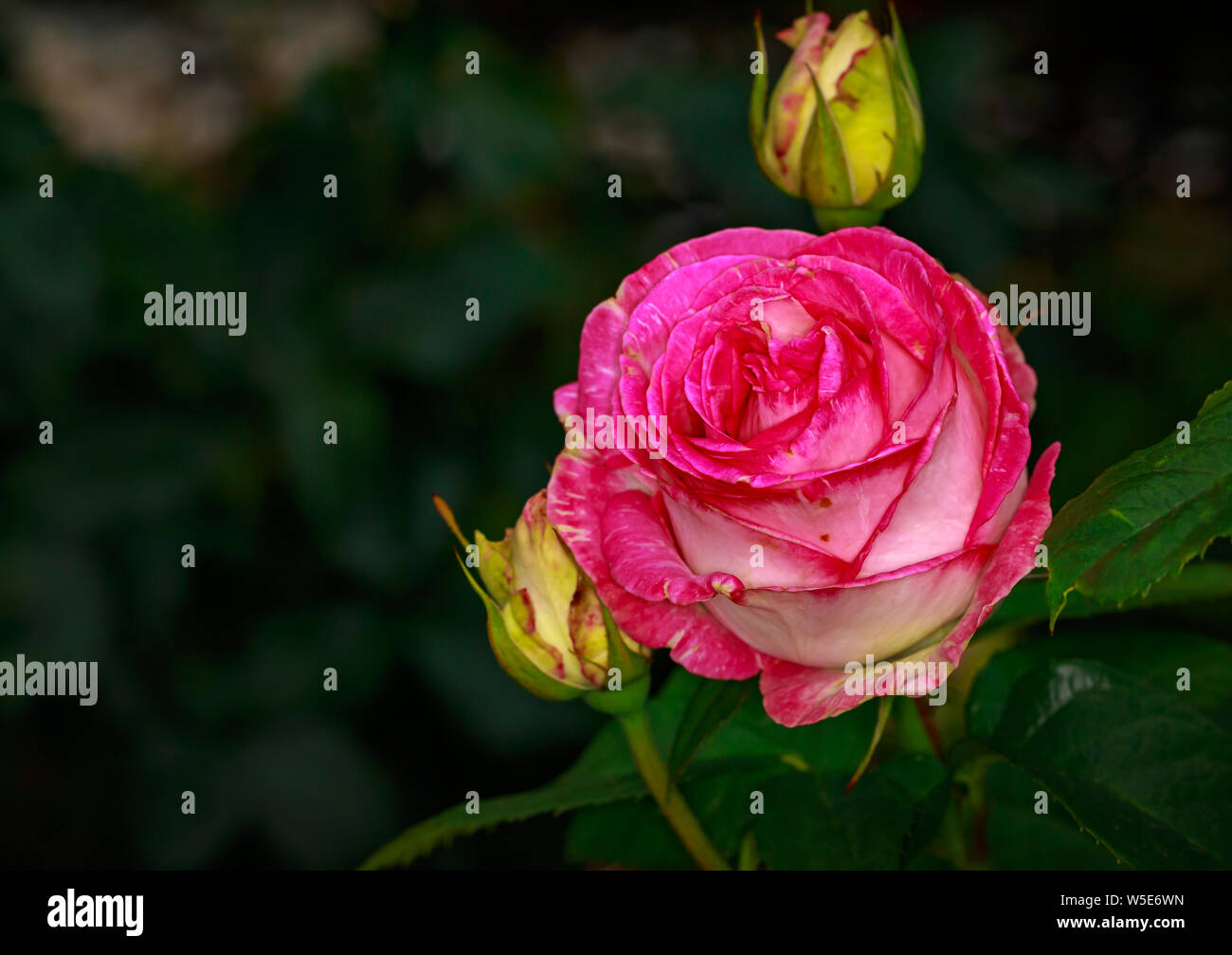 Fragrant Rose in Full Blossom. Washington Park Rose Garden, Portland ...