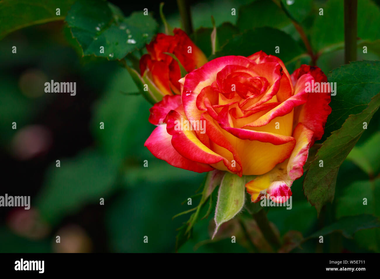Fragrant Rose in Full Blossom. Washington Park Rose Garden, Portland ...