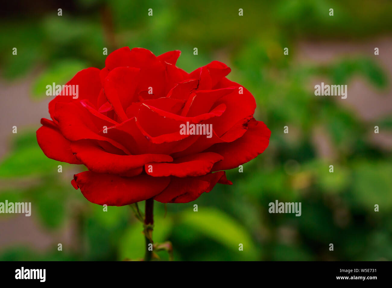 Fragrant Rose in Full Blossom. Washington Park Rose Garden, Portland ...