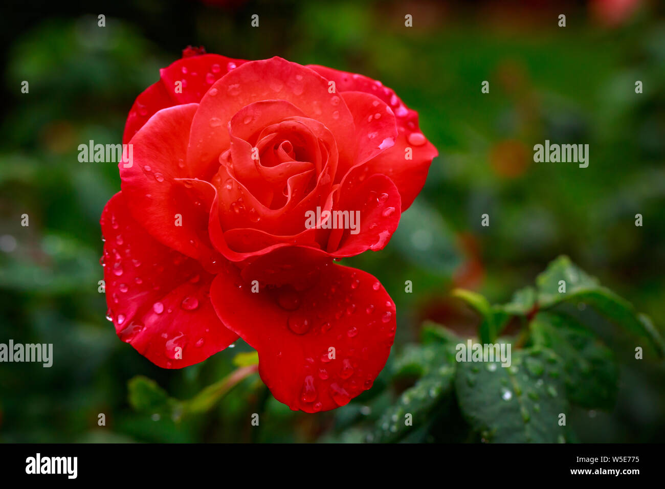 Fragrant Rose in Full Blossom. Washington Park Rose Garden, Portland ...