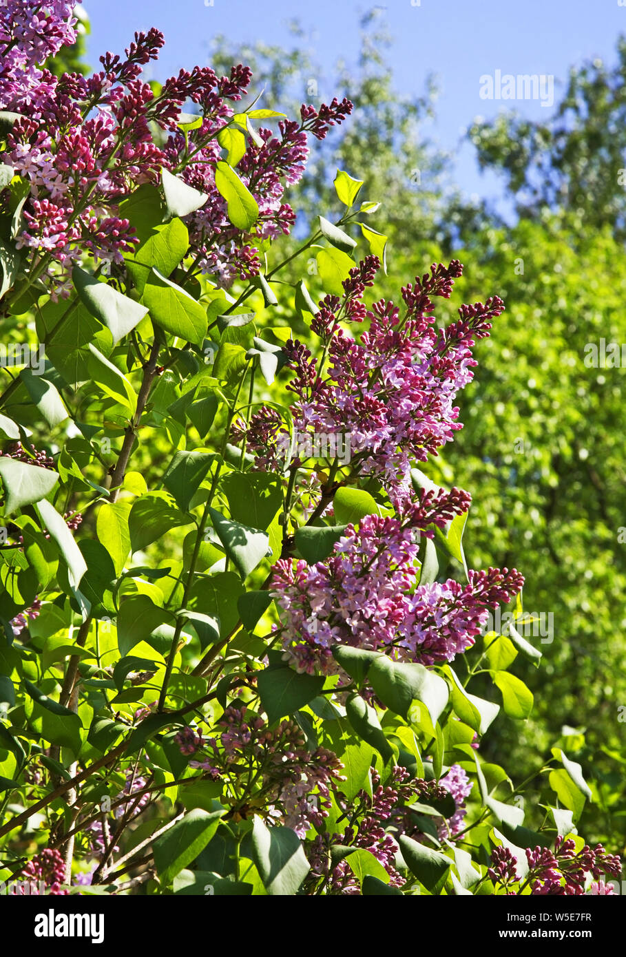 Tarussa hi-res stock photography and images - Alamy