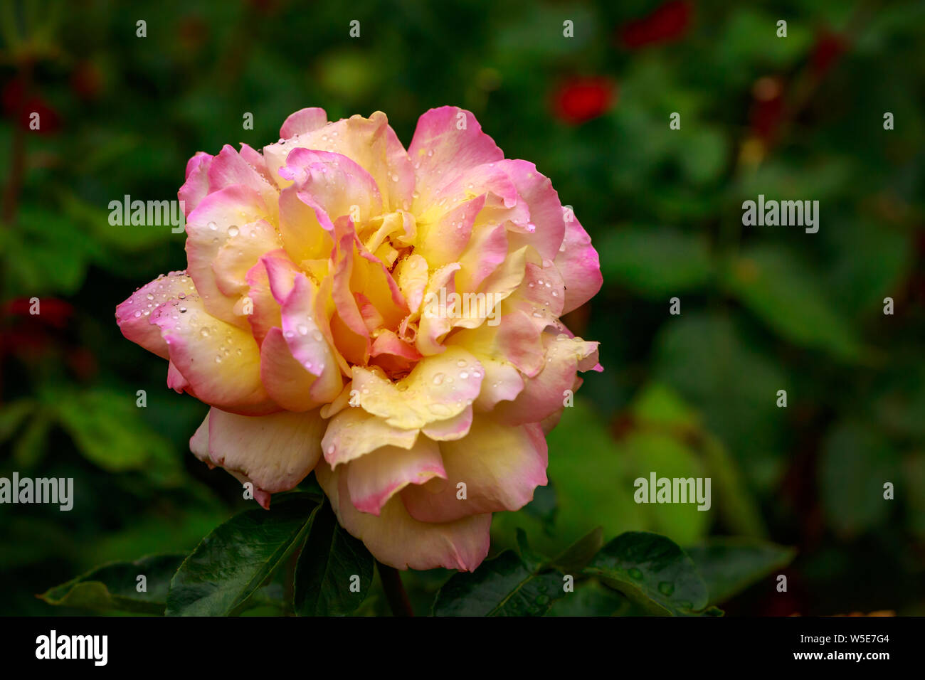 Fragrant Rose in Full Blossom. Washington Park Rose Garden, Portland ...