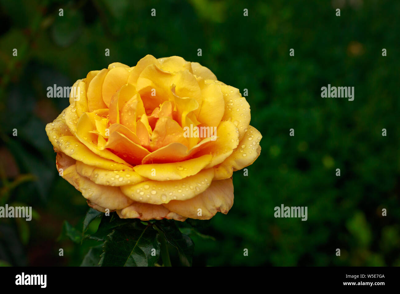 Fragrant Rose in Full Blossom. Washington Park Rose Garden, Portland ...