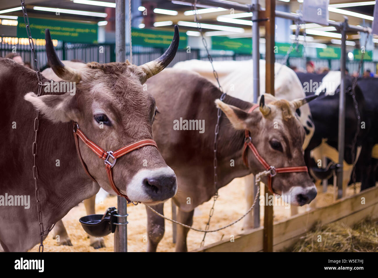 Portrait of cows at agricultural animal exhibition Stock Photo - Alamy