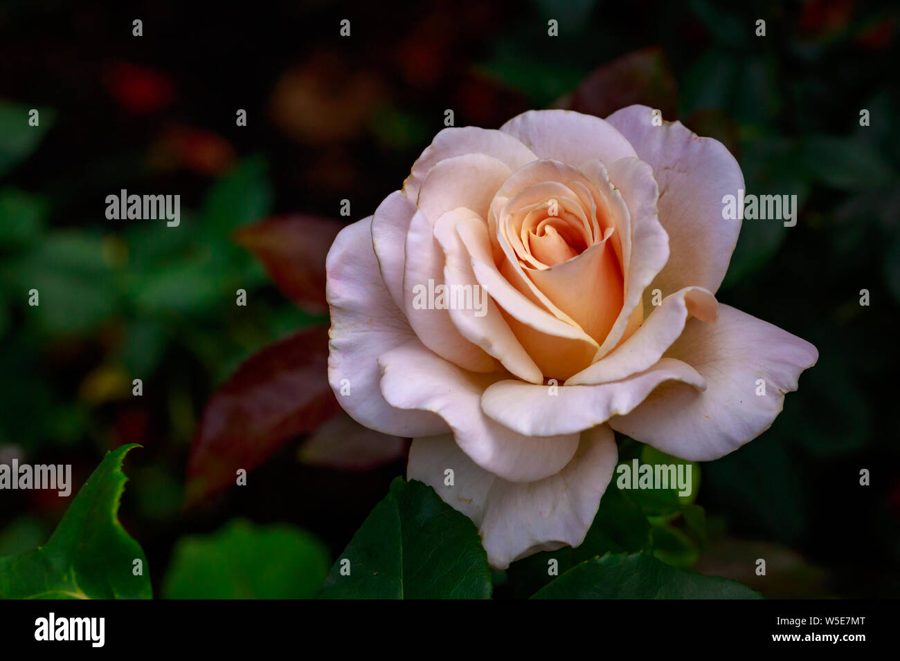 Fragrant Rose in Full Blossom. Washington Park Rose Garden, Portland ...