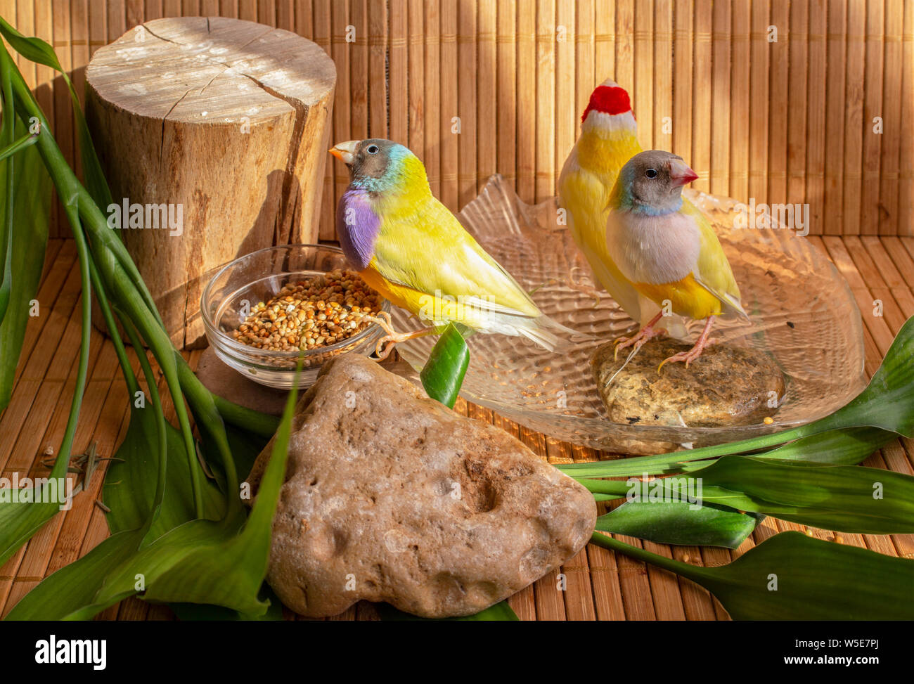 Three different colored Gou Stock Photo - Alamy