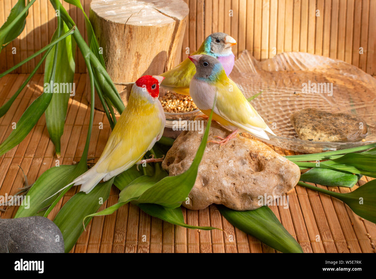 Gouldian Finches High Resolution Stock Photography and Images - Alamy