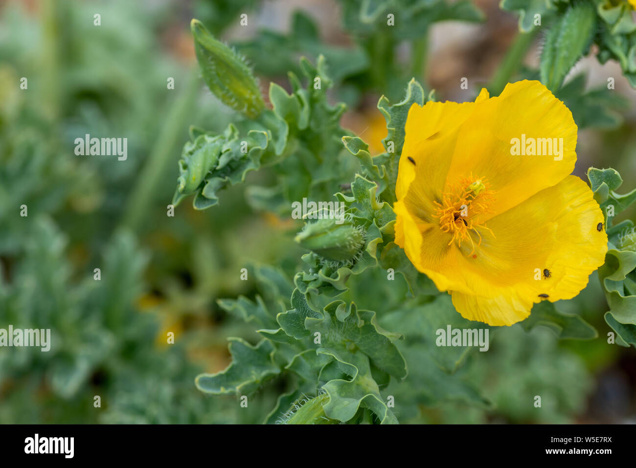 Yellow Horned-poppy (Glaucium flavum) flowers Stock Photo - Alamy