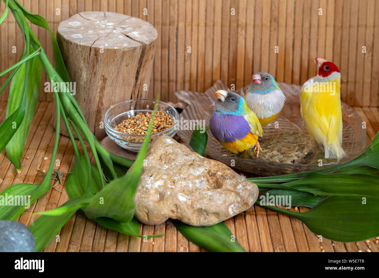 Three different colored Gouldian Finches Stock Photo - Alamy