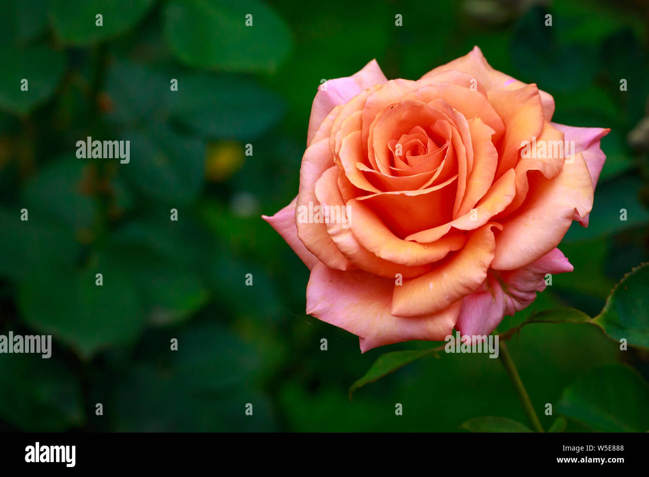 Fragrant Rose in Full Blossom. Washington Park Rose Garden, Portland ...
