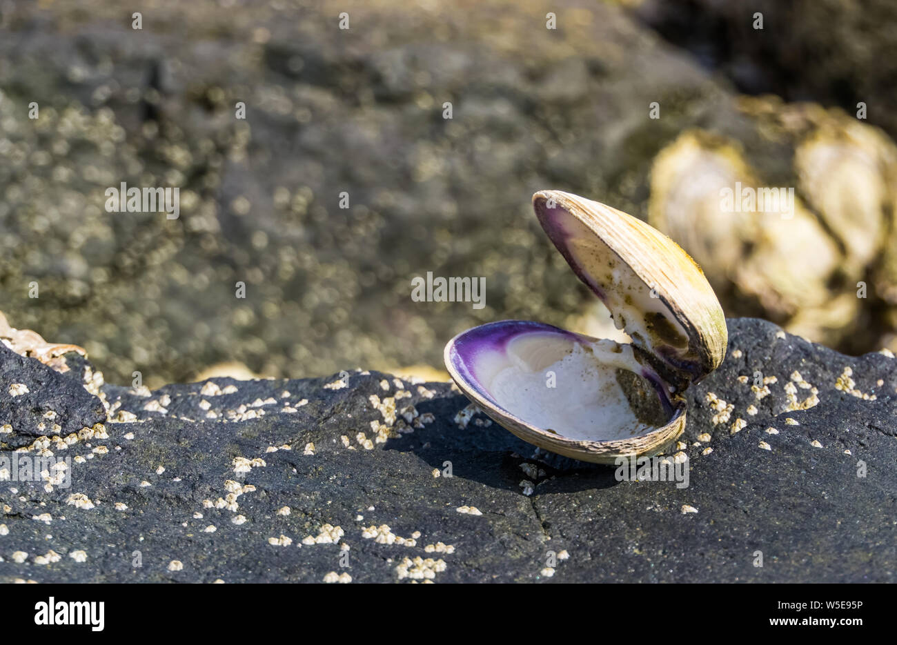 opened seashell in closeup, Beach background, the house of a mollusc ...