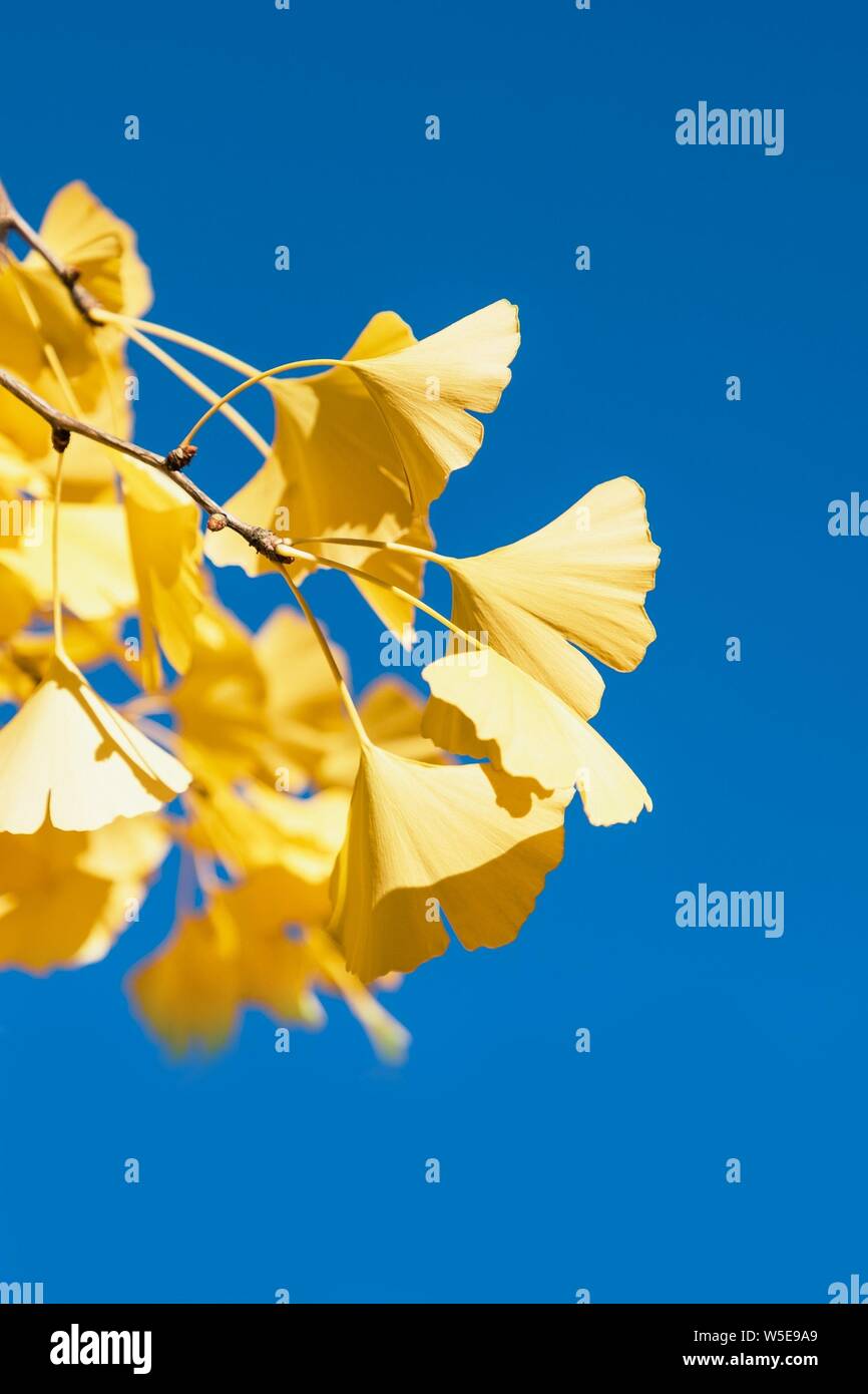 Ginkgo Biloba yellow leaves and deep blue sky. Copy space Stock Photo ...