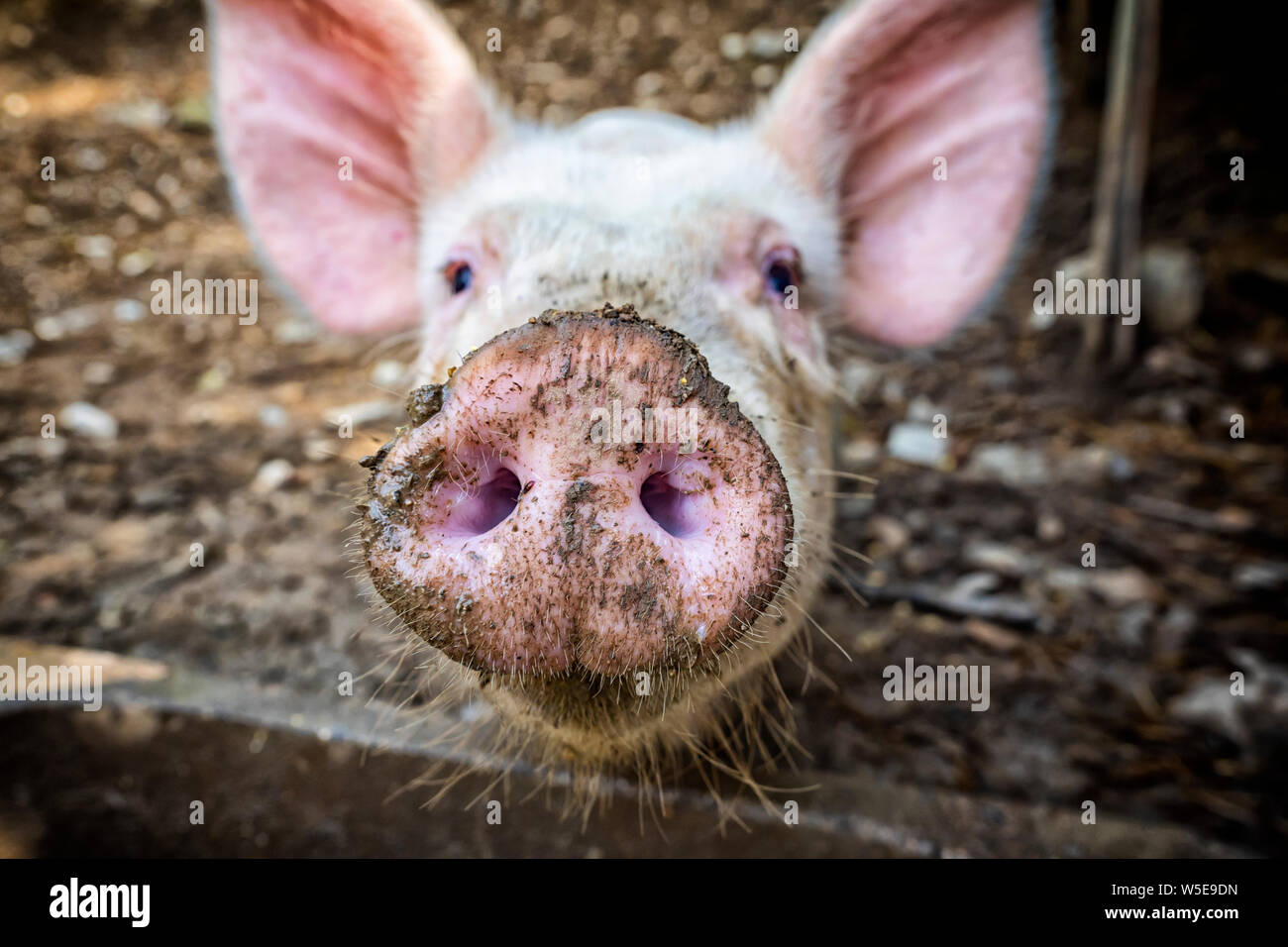 Pig face close-up Stock Photo - Alamy
