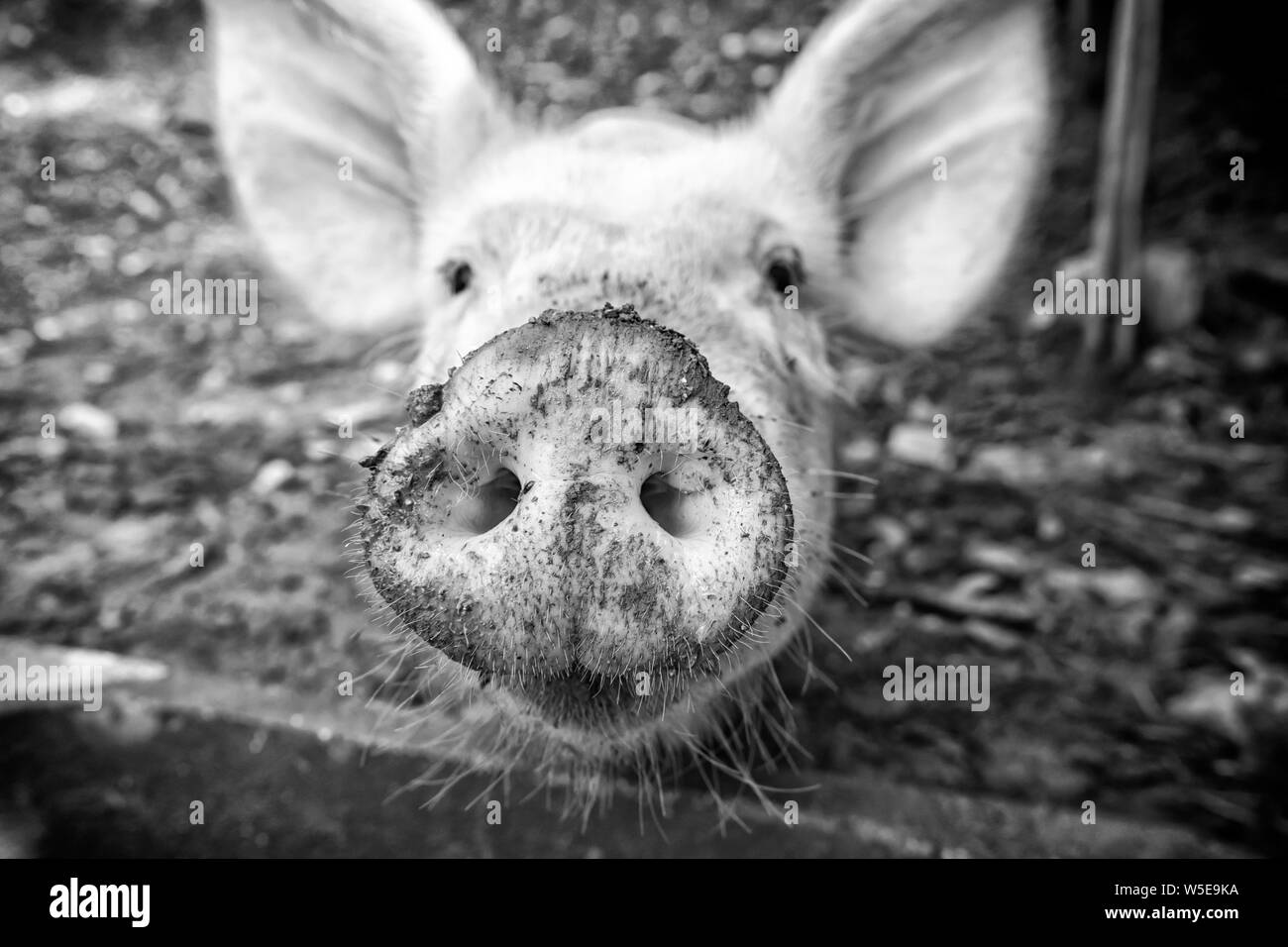 Bore ham Black and White Stock Photos & Images - Alamy