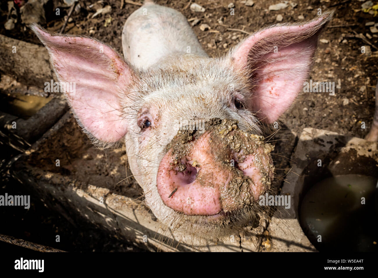 Pig face close up hi-res stock photography and images - Alamy