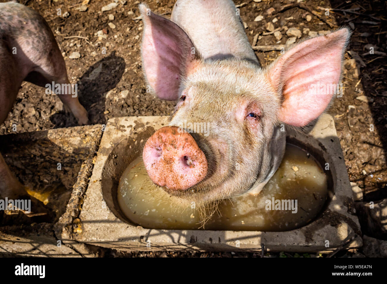 Pig face close-up Stock Photo - Alamy