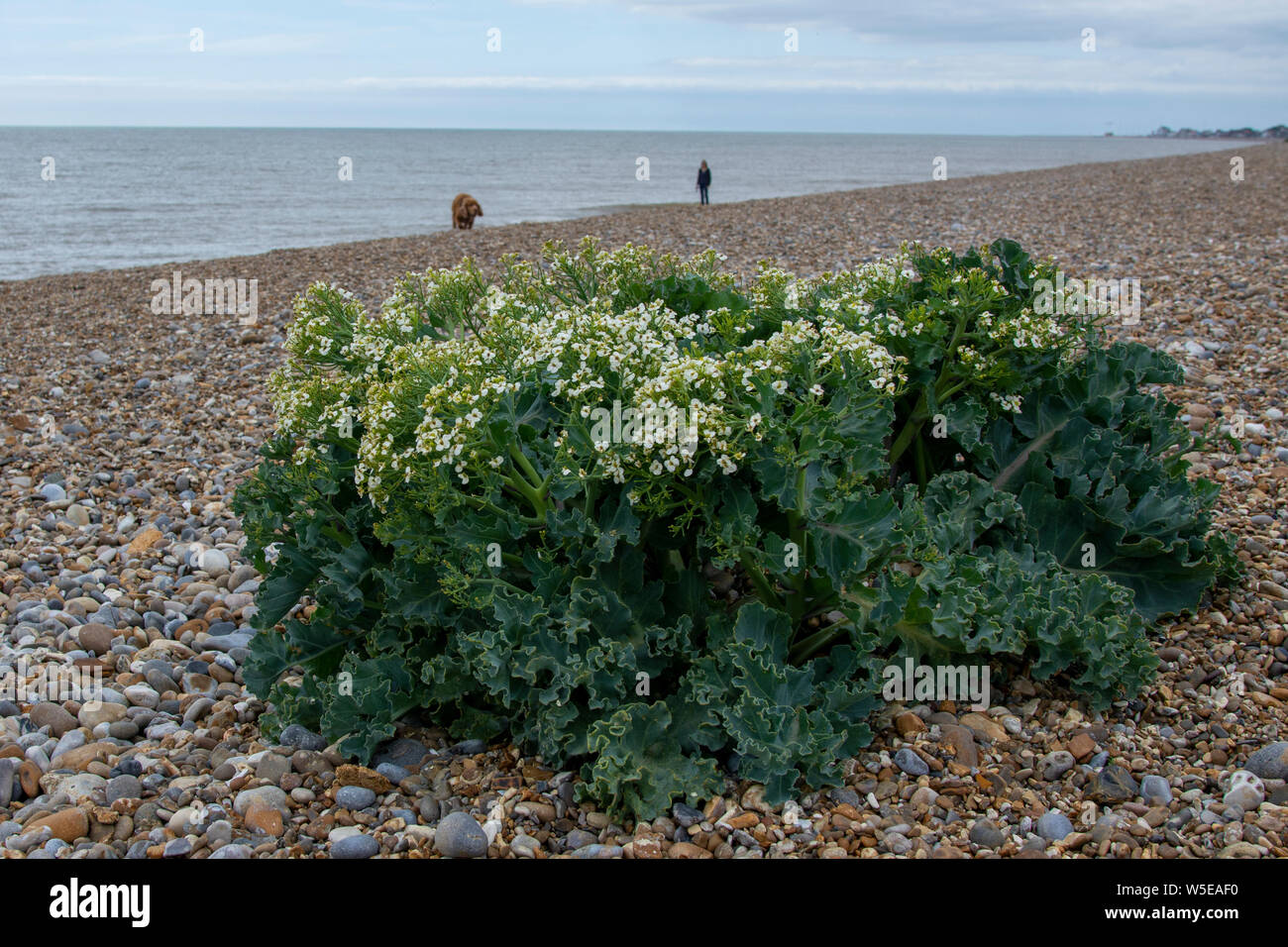 Crambe flowers shingle beach hi-res stock photography and images - Alamy