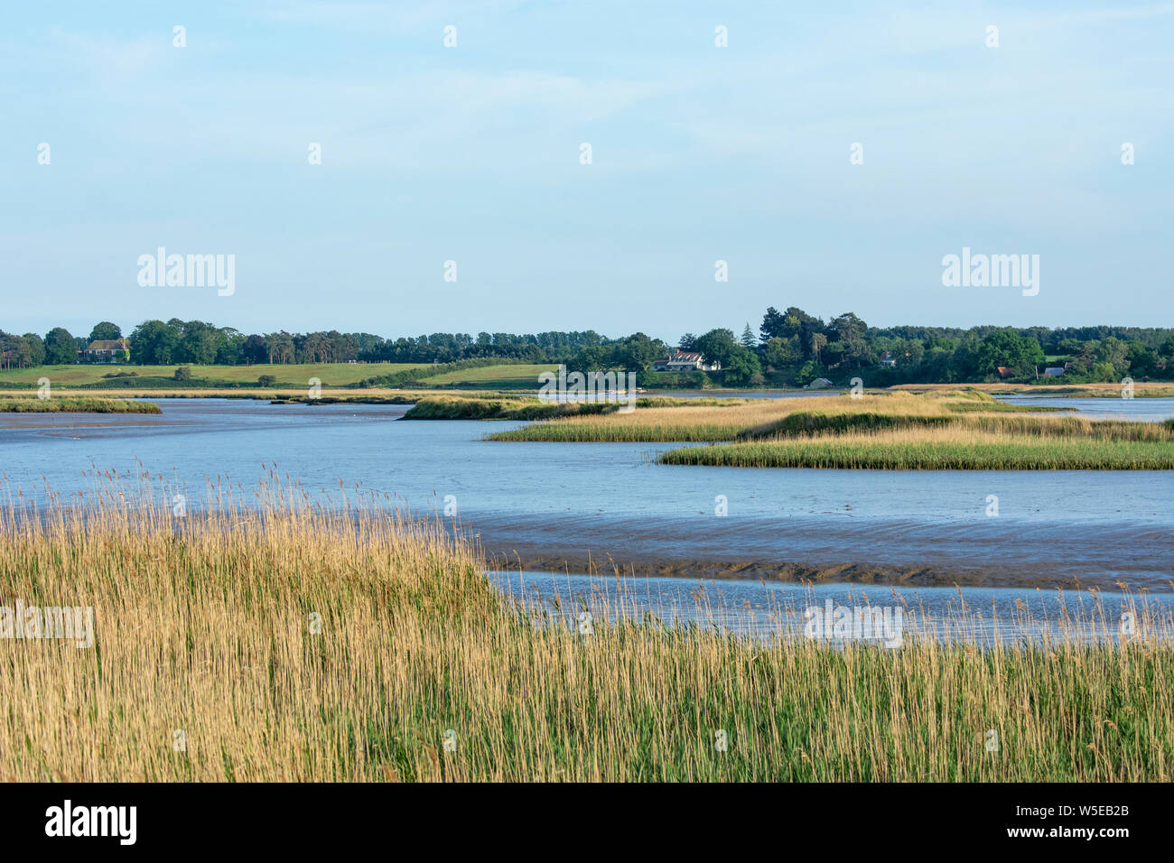 Tidal river reed hi-res stock photography and images - Alamy