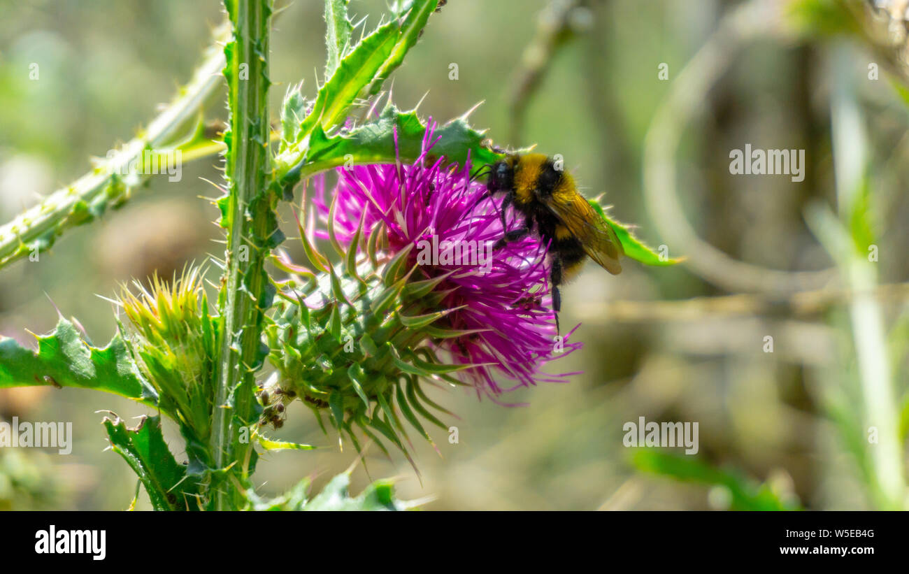 Bright, beautiful thistles in the forest. Close-up view. A bee is ...