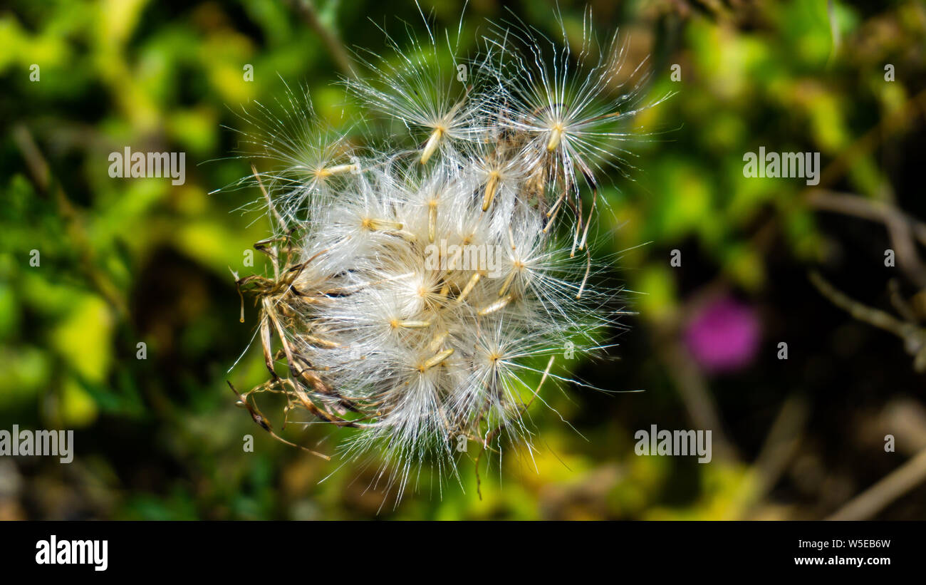 Dandelion. Taraxacum flowers. Dandelion seeds in dispersed form Stock ...