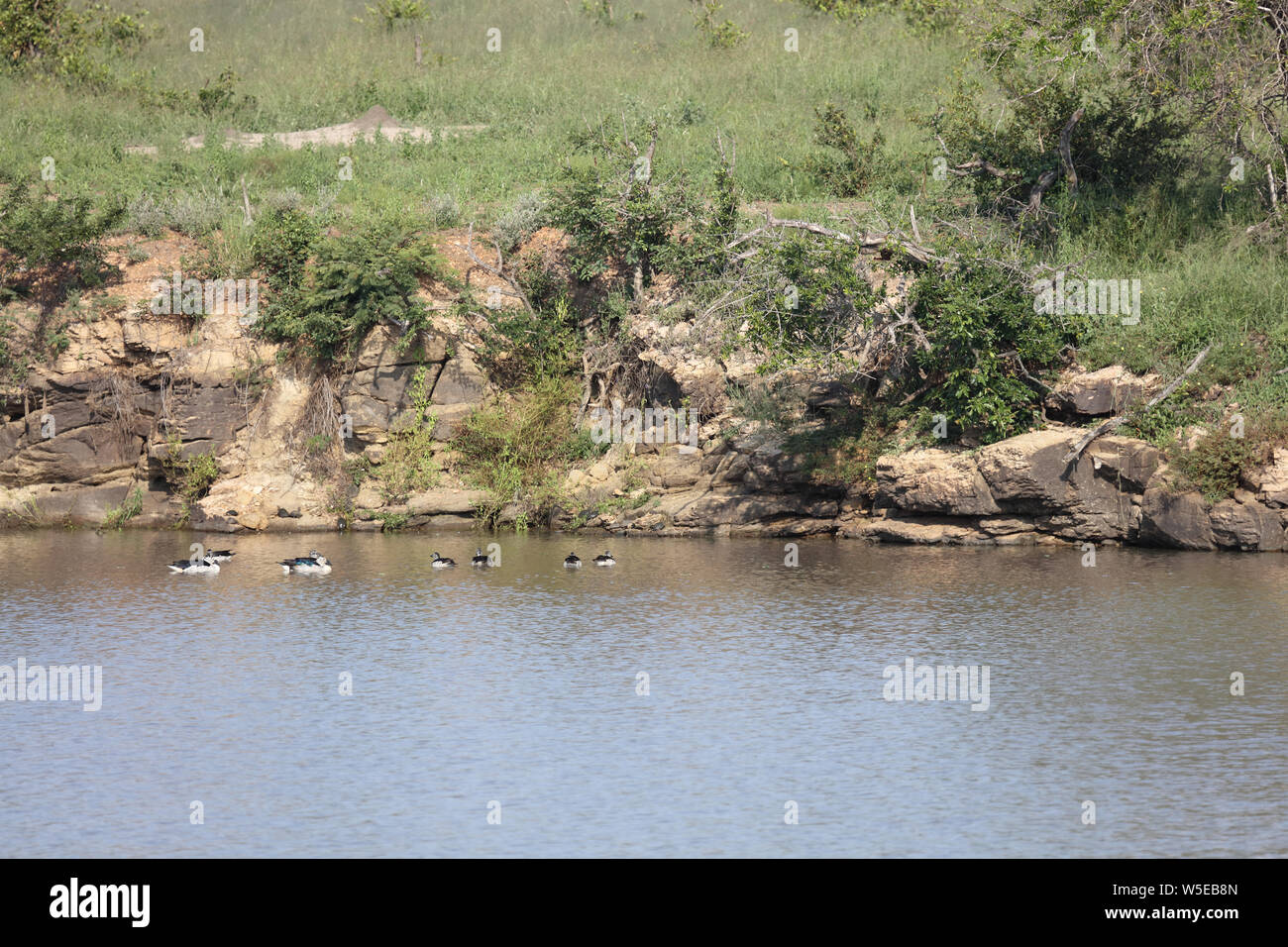 Afrikanischer Busch / African Bush Stock Photo - Alamy