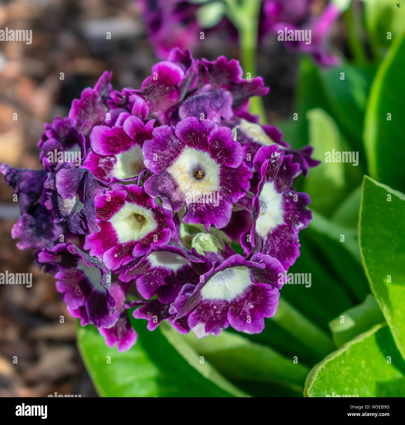 Homer sweet hi-res stock photography and images - Alamy