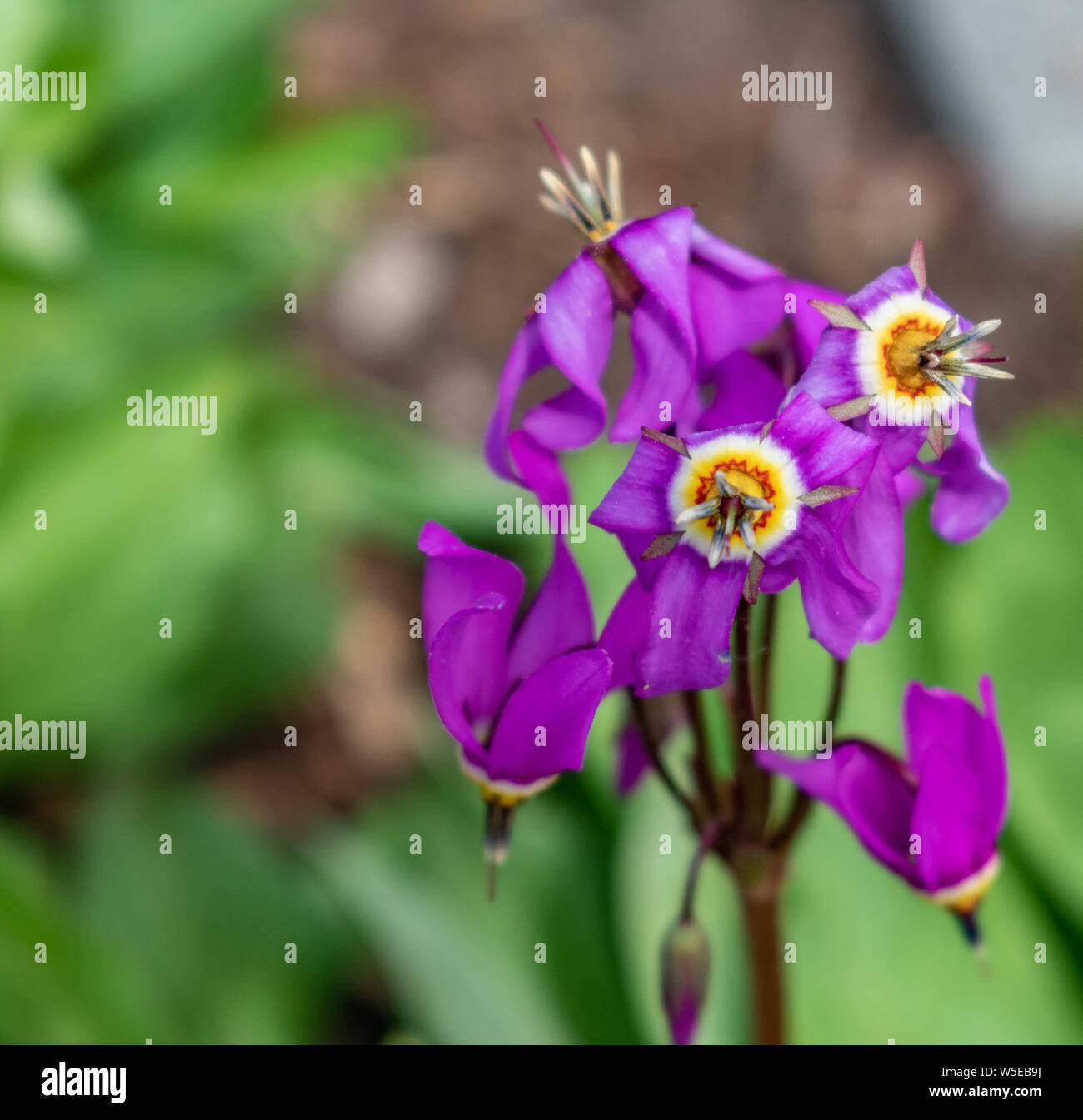 Flowers in Homer, Alaska Stock Photo - Alamy