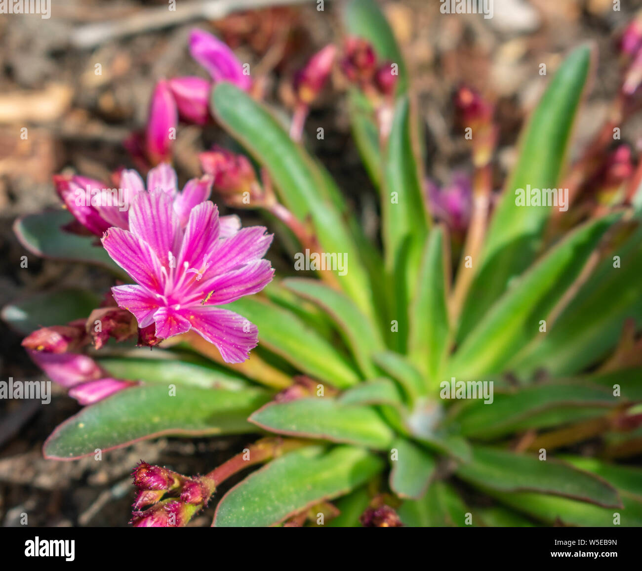 Flowers in Homer, Alaska Stock Photo - Alamy