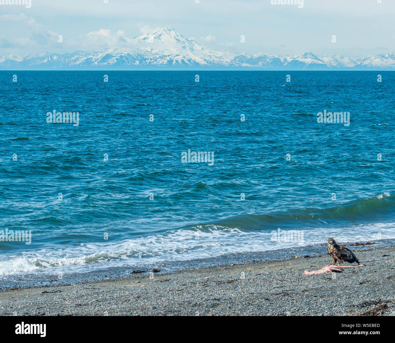 Giant halibut hi-res stock photography and images - Alamy