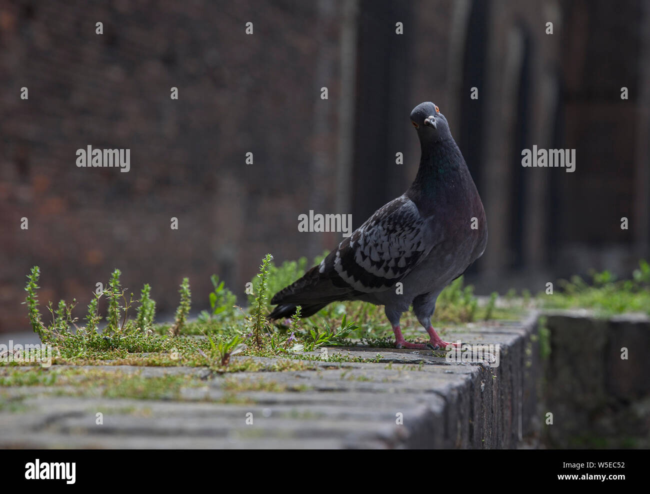 Pigeons of rome hi-res stock photography and images - Alamy