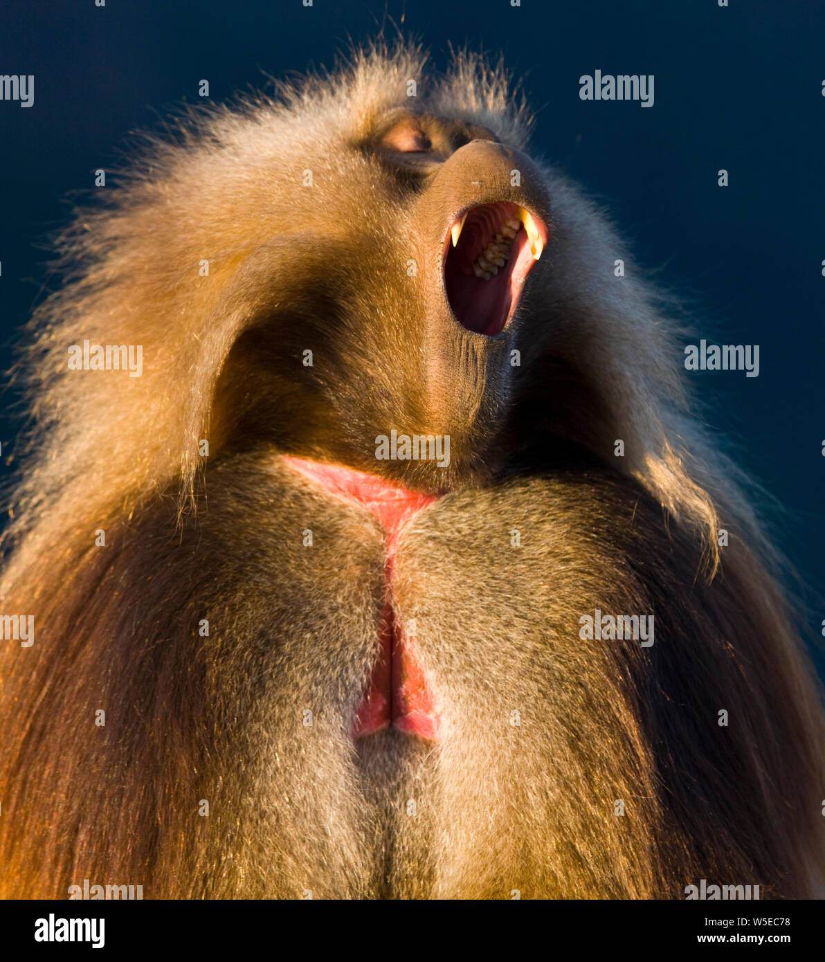 Babuino africa hi-res stock photography and images - Alamy