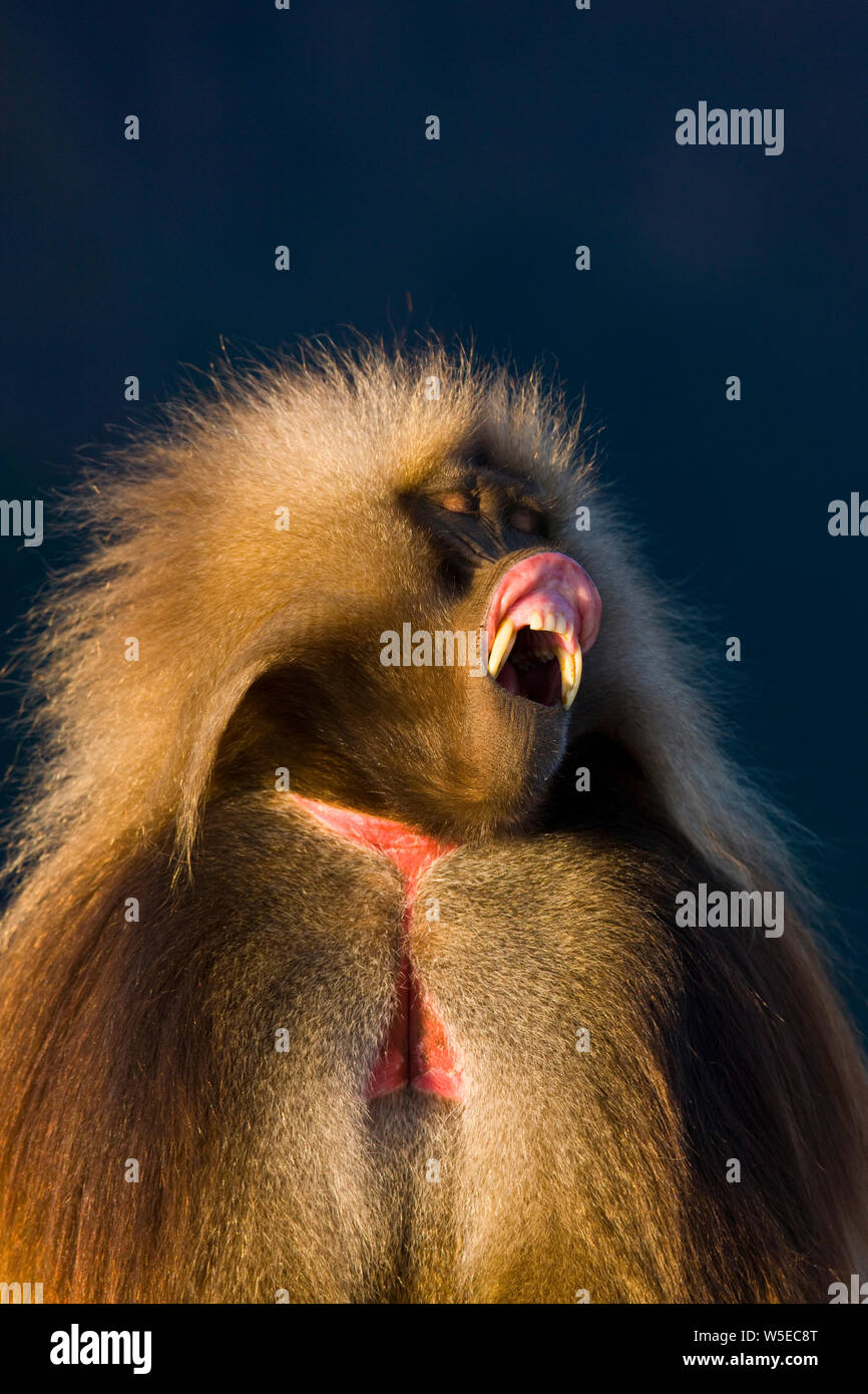 Babuino africa hi-res stock photography and images - Alamy