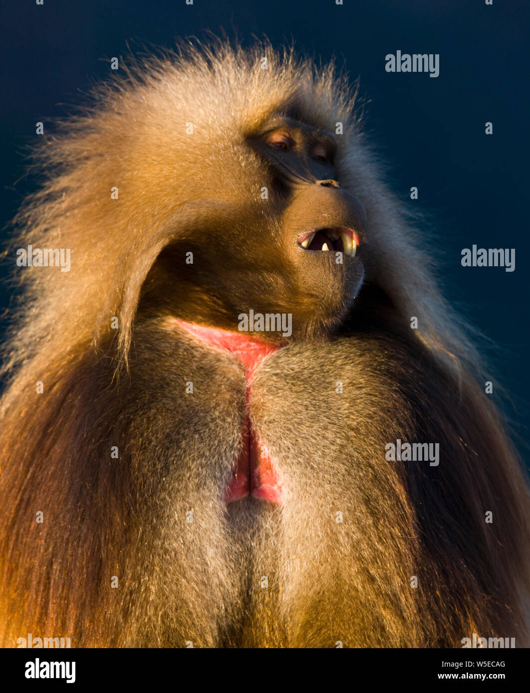 Babuino africa hi-res stock photography and images - Alamy