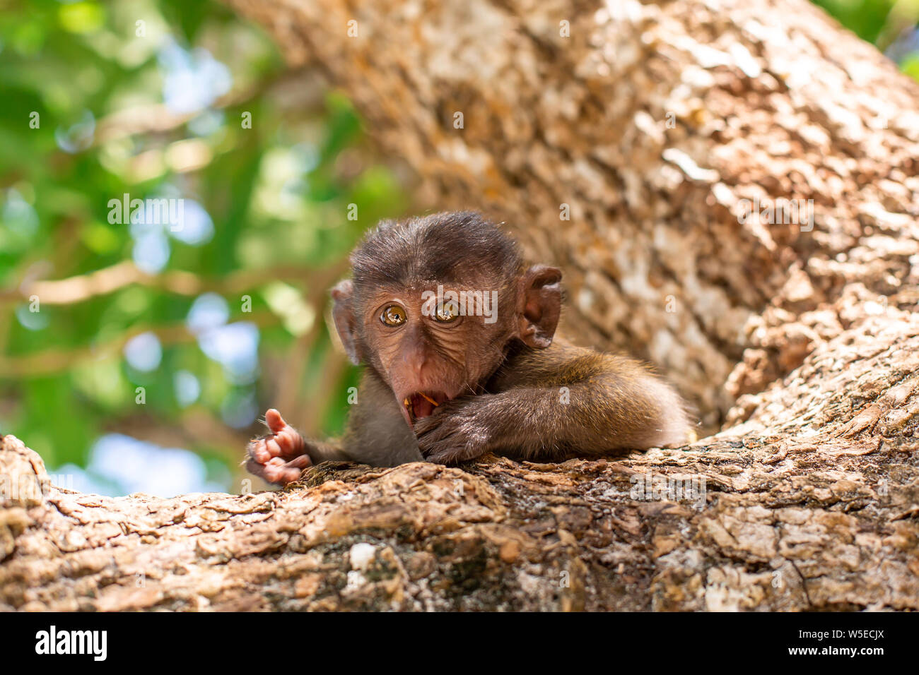 Little monkey portrait. Sits on a tree Stock Photo - Alamy