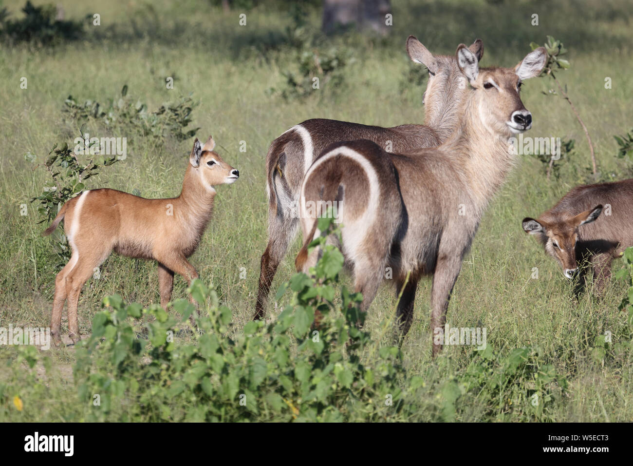 Wasserbock / Waterbuck / Kobus ellipsiprymnus Stock Photo - Alamy