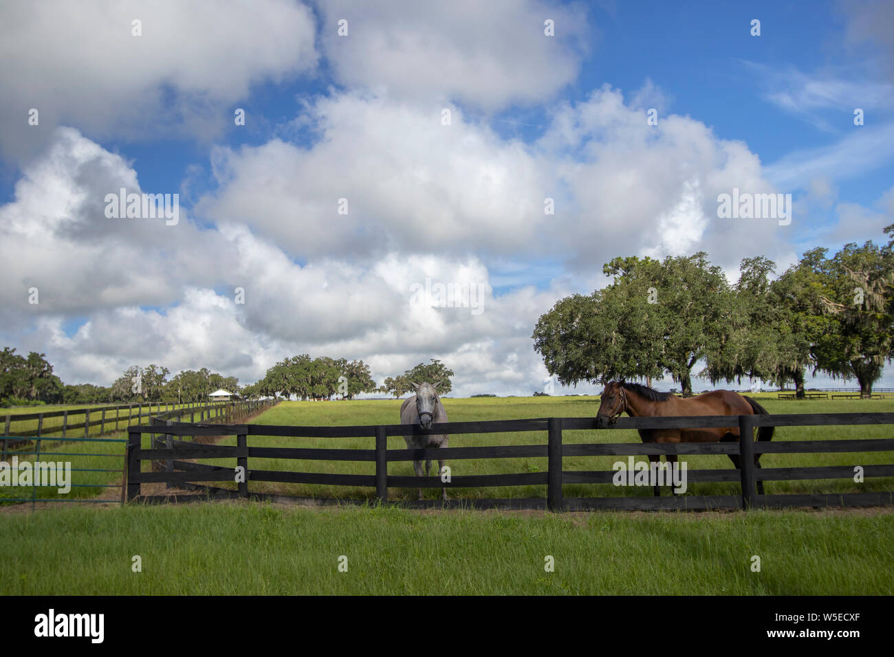 Central florida ranch hi-res stock photography and images - Alamy