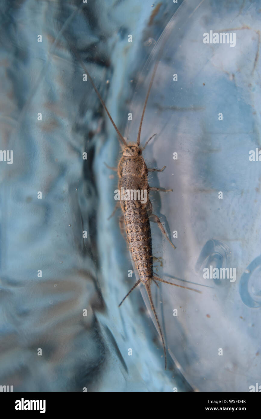 Insect feeding on paper - silverfish. Pest books and newspapers Stock ...