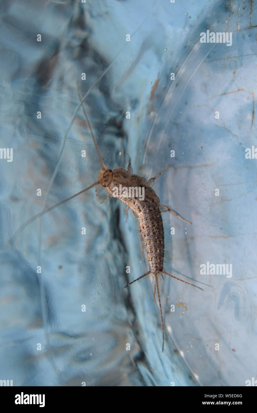 Insect feeding on paper - silverfish. Pest books and newspapers Stock ...