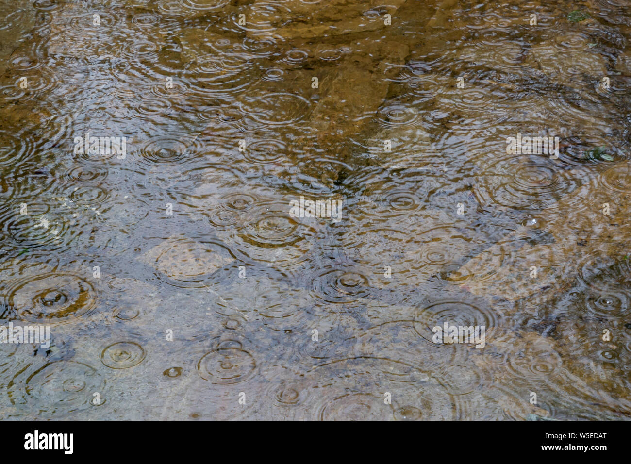 Rain drops splashing on the surface of water in a puddle texture ...