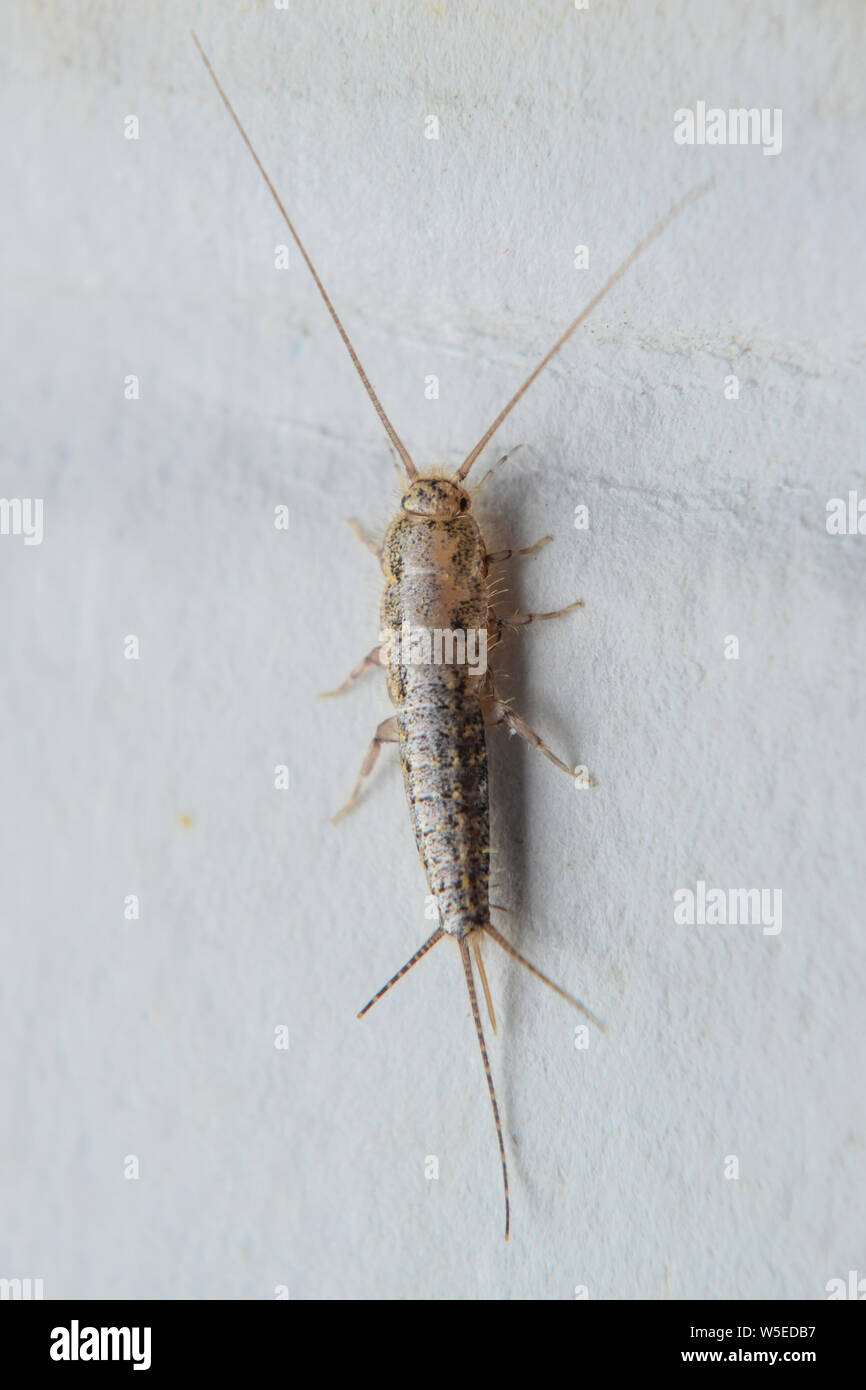 Insect feeding on paper - silverfish. Pest books and newspapers Stock ...