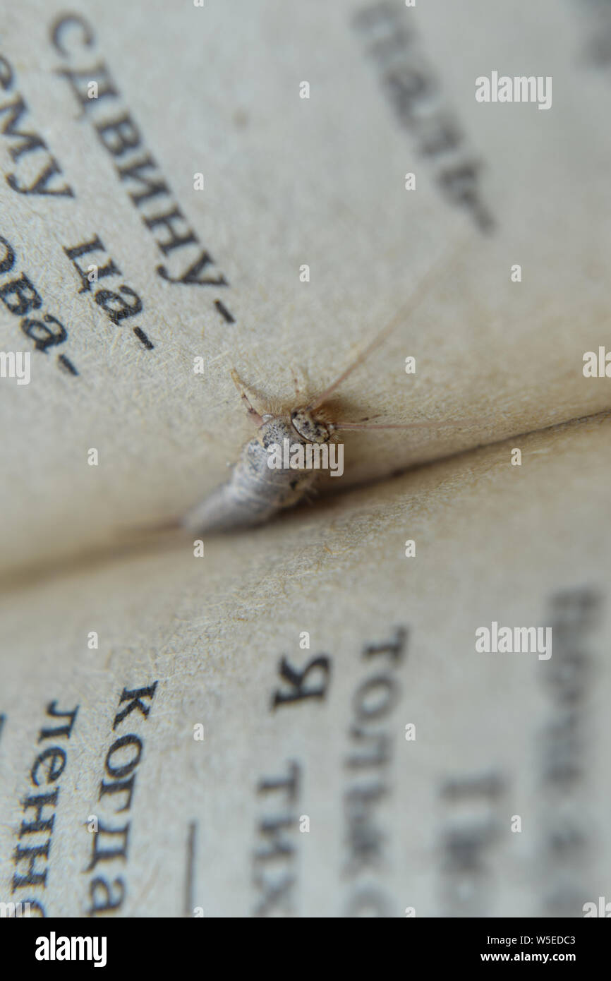 Insect feeding on paper - silverfish. Pest books and newspapers Stock ...