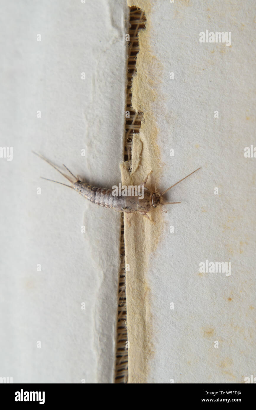 Insect feeding on paper - silverfish. Pest books and newspapers Stock ...
