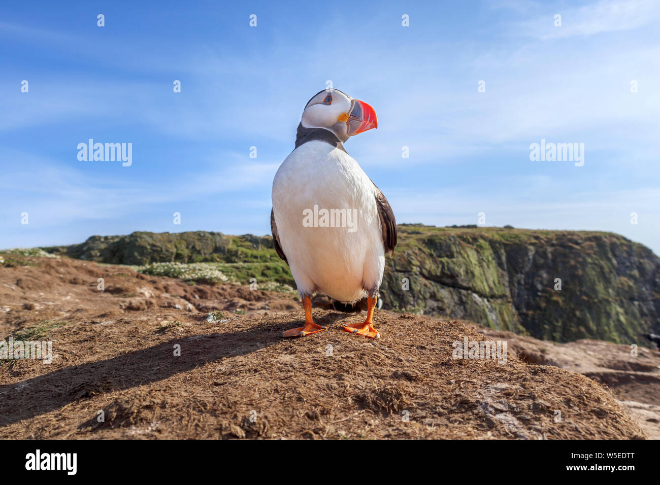 Front view of an Atlantic puffin (common puffin, Fratercula arctica) on ...