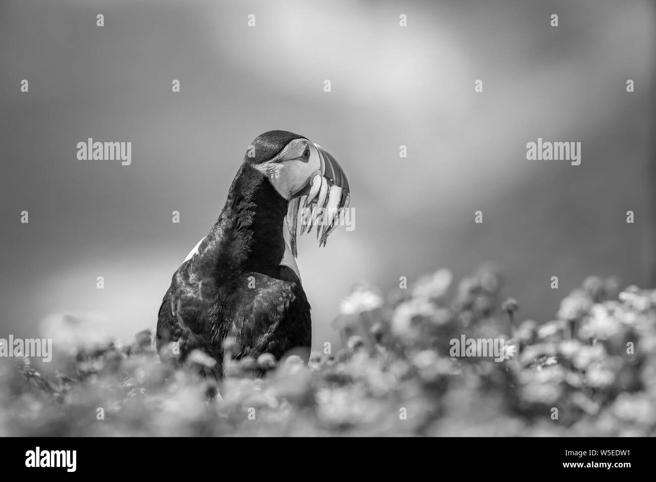 Common eel uk Black and White Stock Photos & Images - Alamy