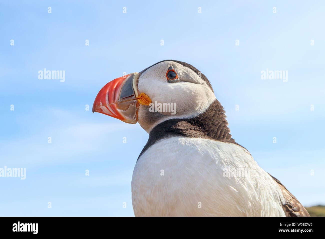 Head of puffin hi-res stock photography and images - Alamy