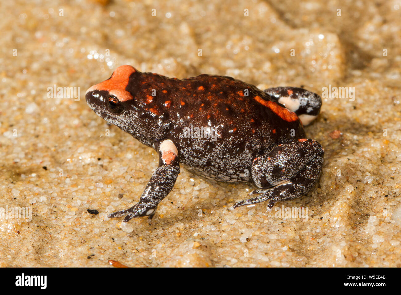 Crowned toadlet hi-res stock photography and images - Alamy