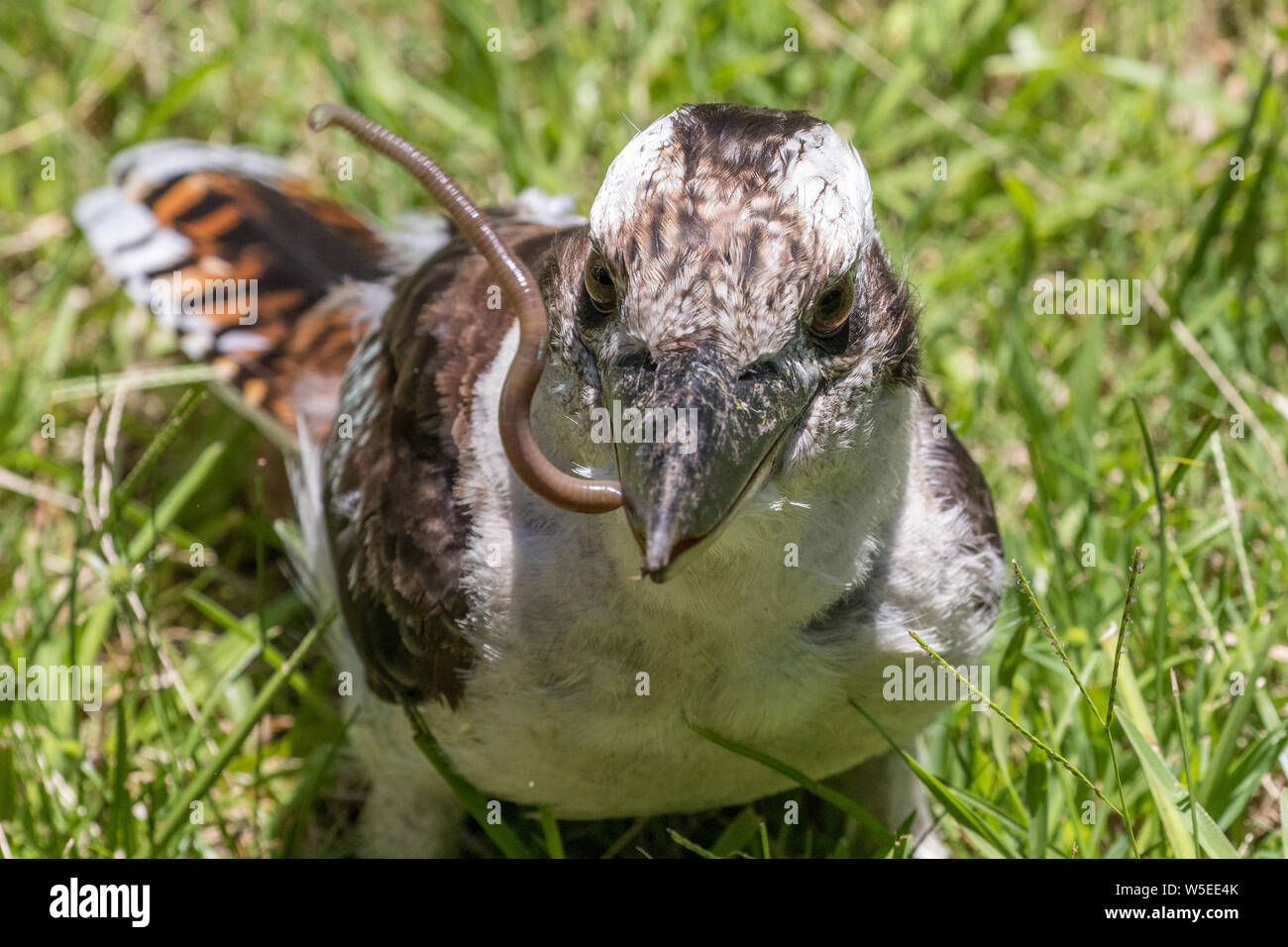 Eating an earth worm hi-res stock photography and images - Alamy